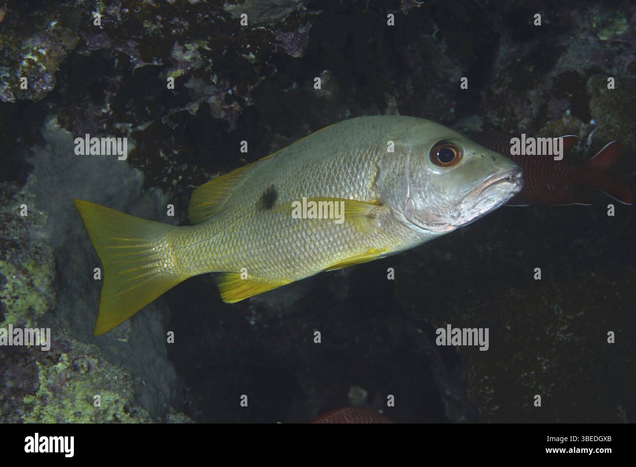One-spotted snapper (Lutjanus monostigma Stock Photo - Alamy