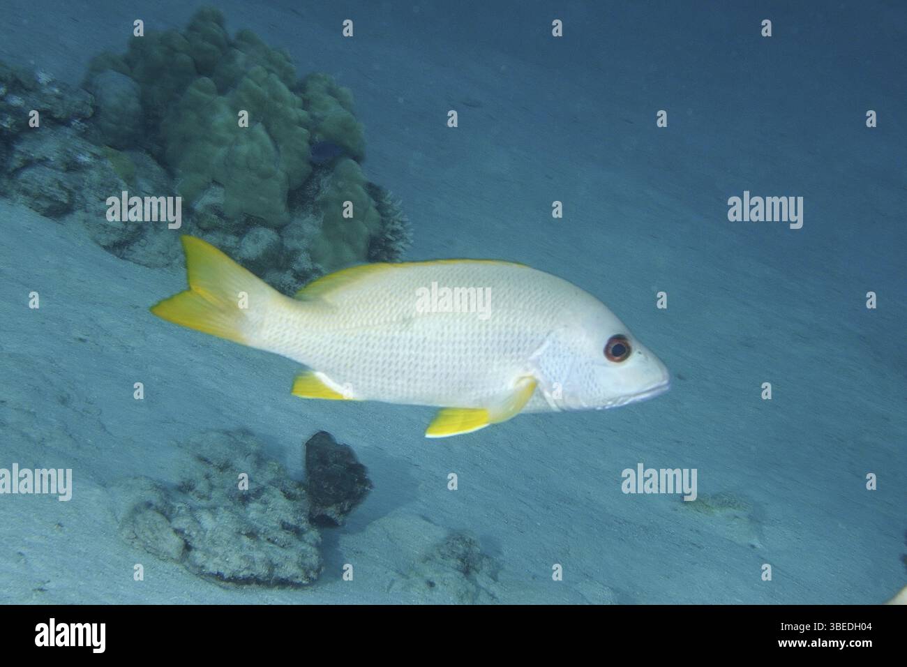 One-spotted snapper (Lutjanus monostigma Stock Photo - Alamy