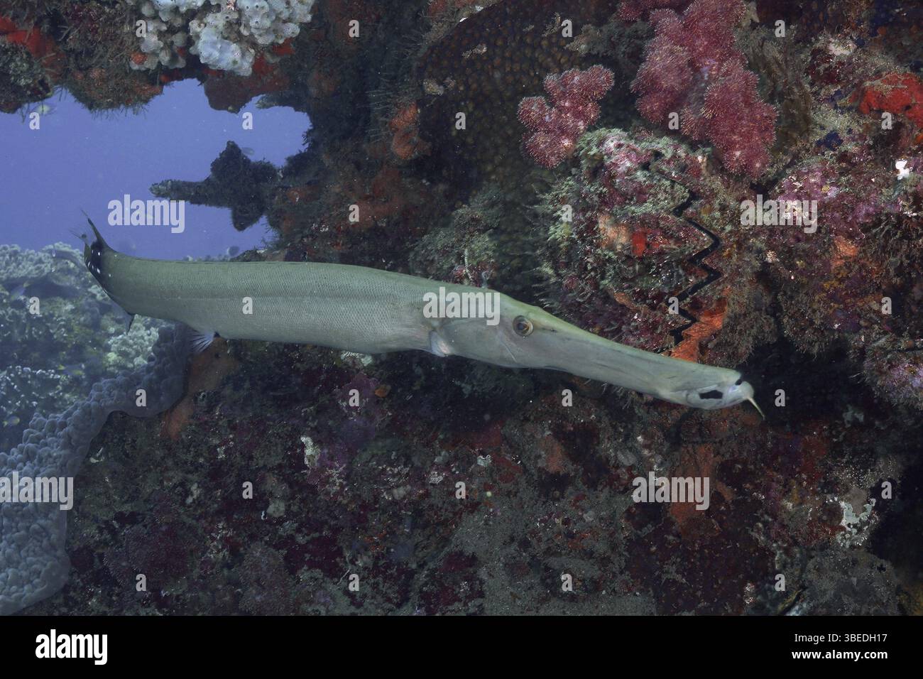 Chinese trumpetfish (Aulostomus chinensis Stock Photo - Alamy