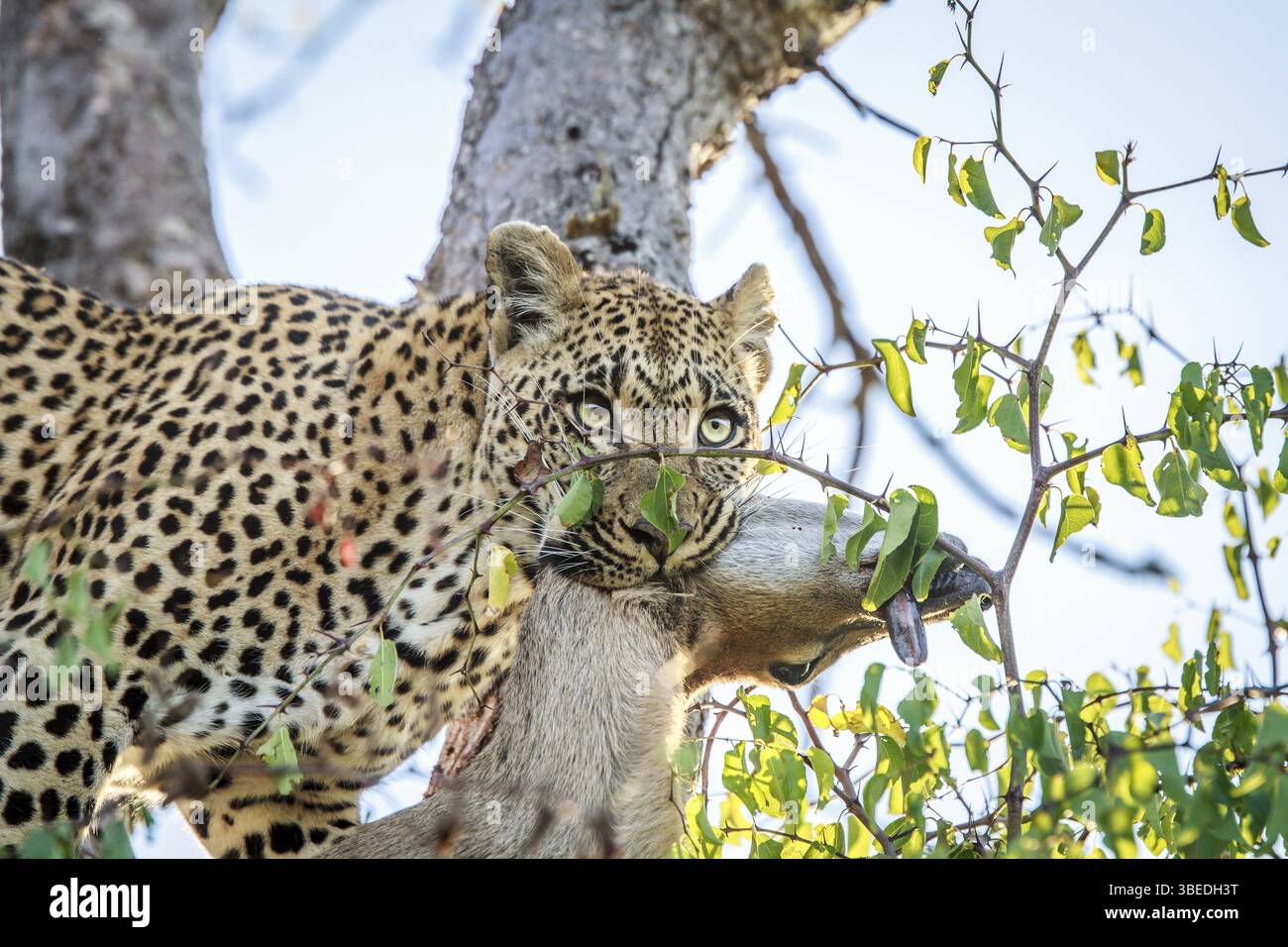 Leopard with a Duiker kill in the Kruger National Park, South Africa ...