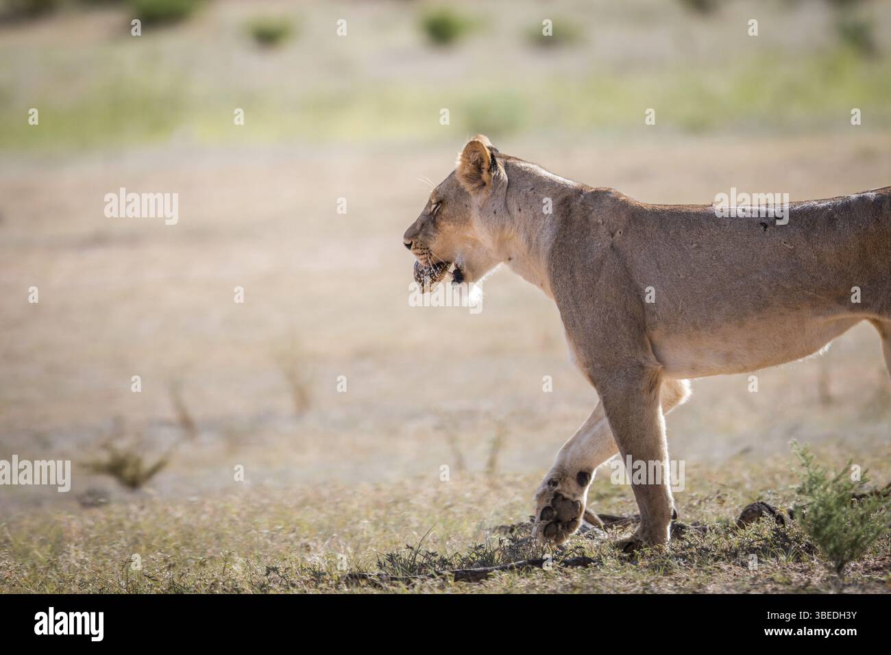 Lioness with a Leopard tortoise in her mouth in the Kgalagadi ...