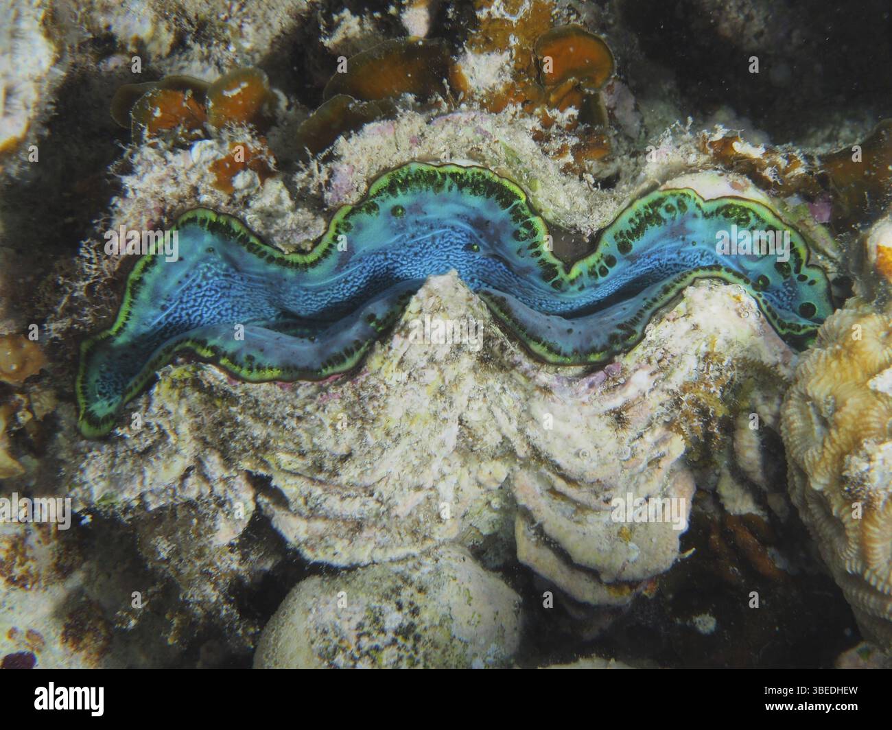 Common giant clam (Tridacna maxima Stock Photo - Alamy