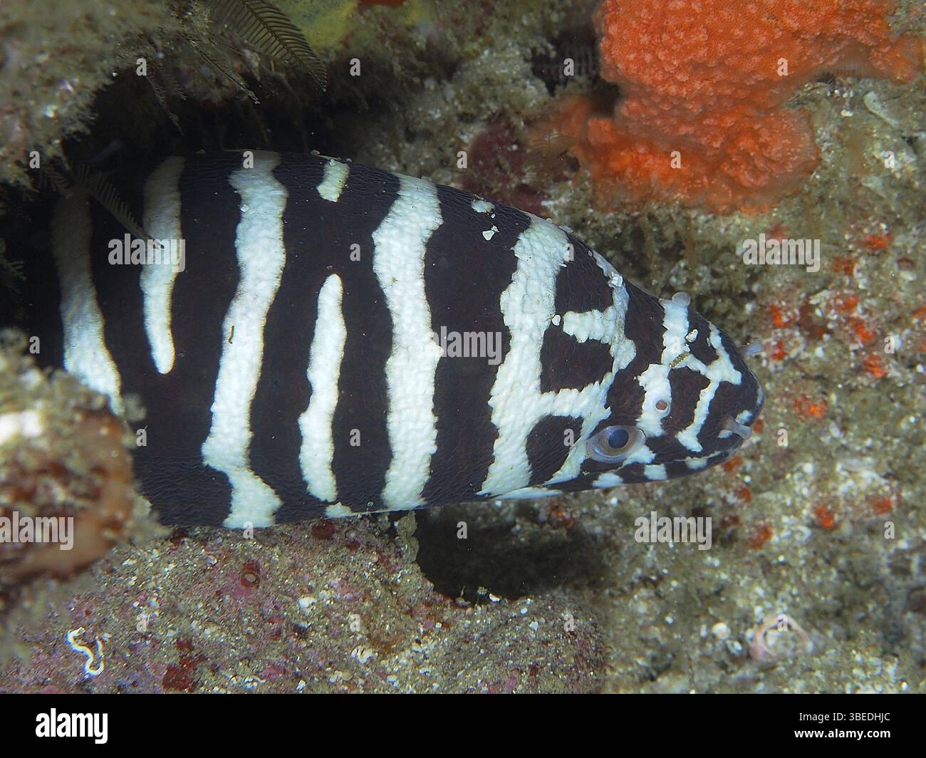 Zebra moray eel (Gymnomuraena zebra Stock Photo - Alamy