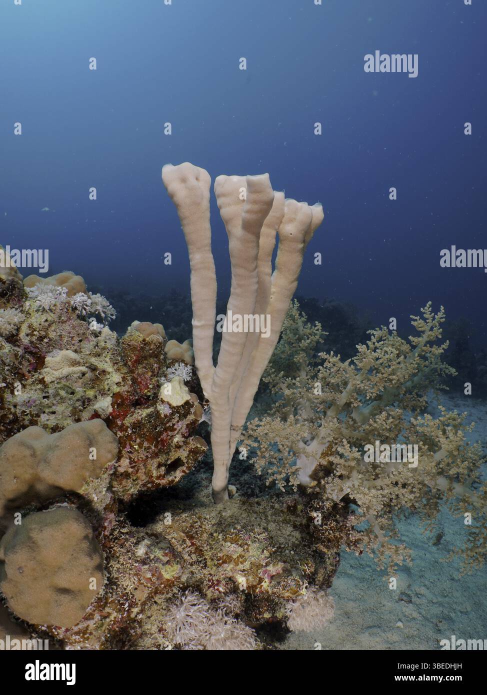 Siphonella hi-res stock photography and images - Alamy