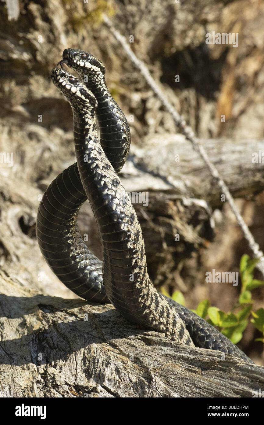 European adder (common european adder Stock Photo - Alamy