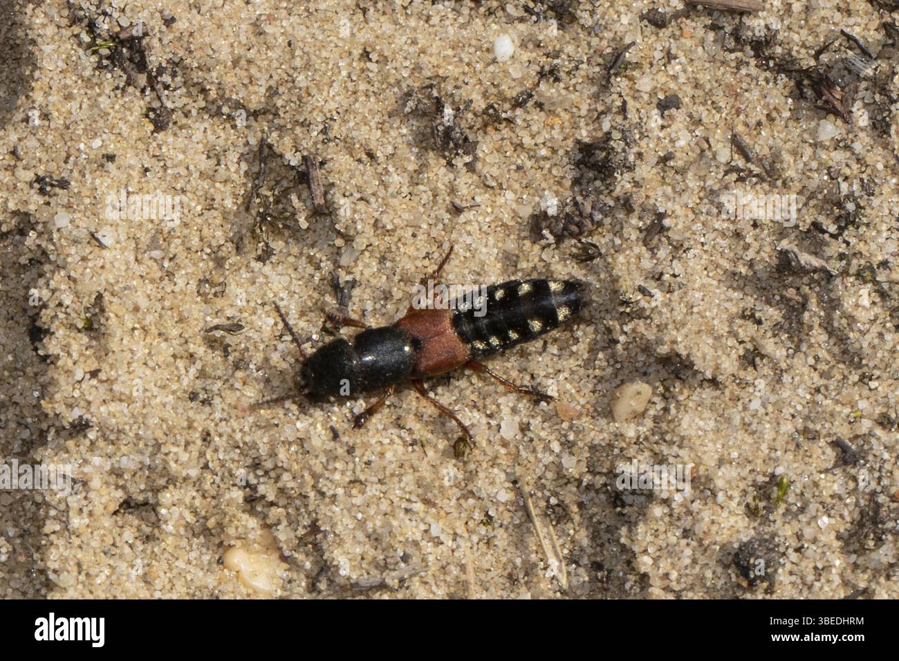 Imperial rove beetle (Staphylinus caesareus Stock Photo - Alamy