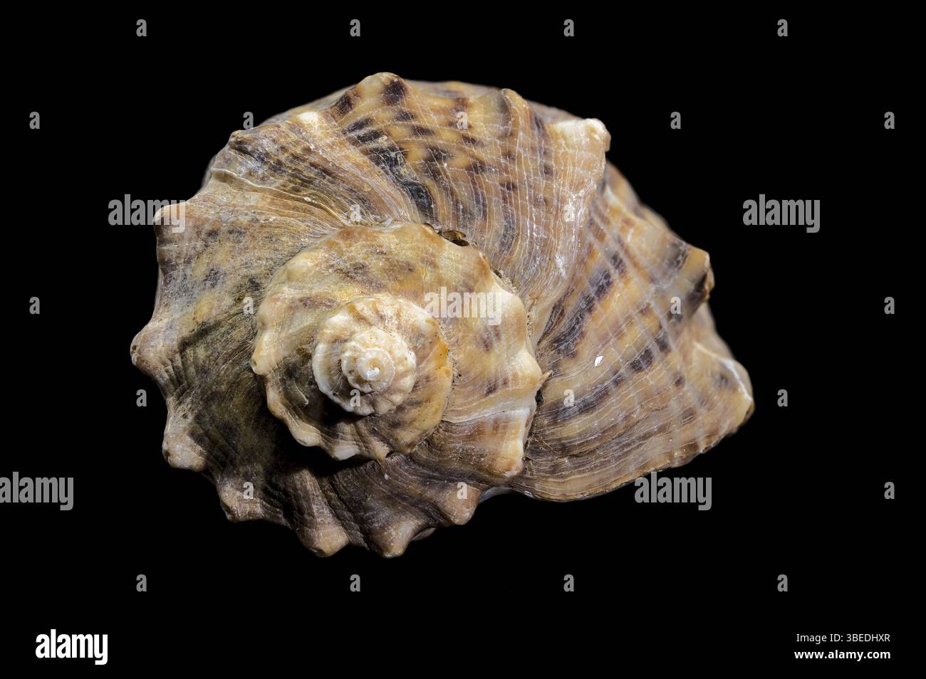 Close-up of a Rapana venosa sea snail shell on a black background ...
