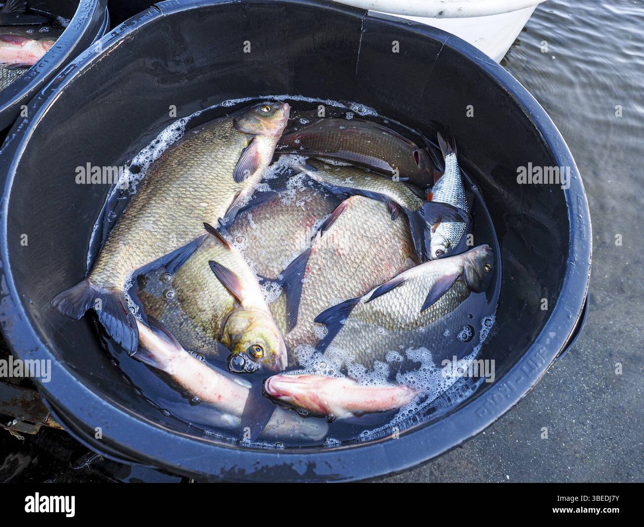 Peace fish hi-res stock photography and images - Alamy
