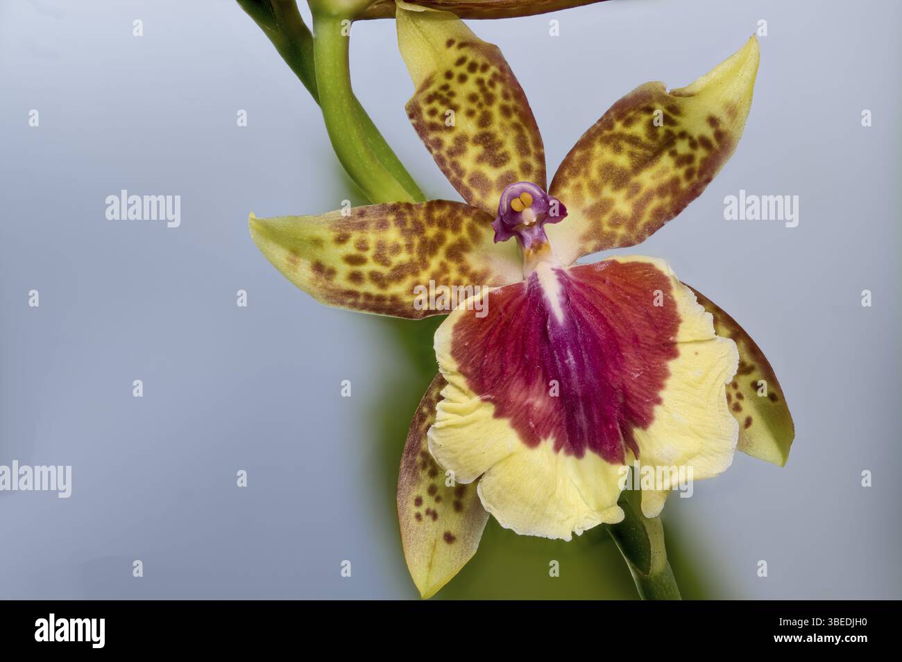 Cambria, orchid hybrid (x Cambria, x Aliceara, Orchdidaceae Stock Photo ...