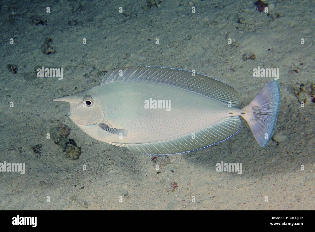 Longnose surgeonfish (Naso brevirostris Stock Photo - Alamy