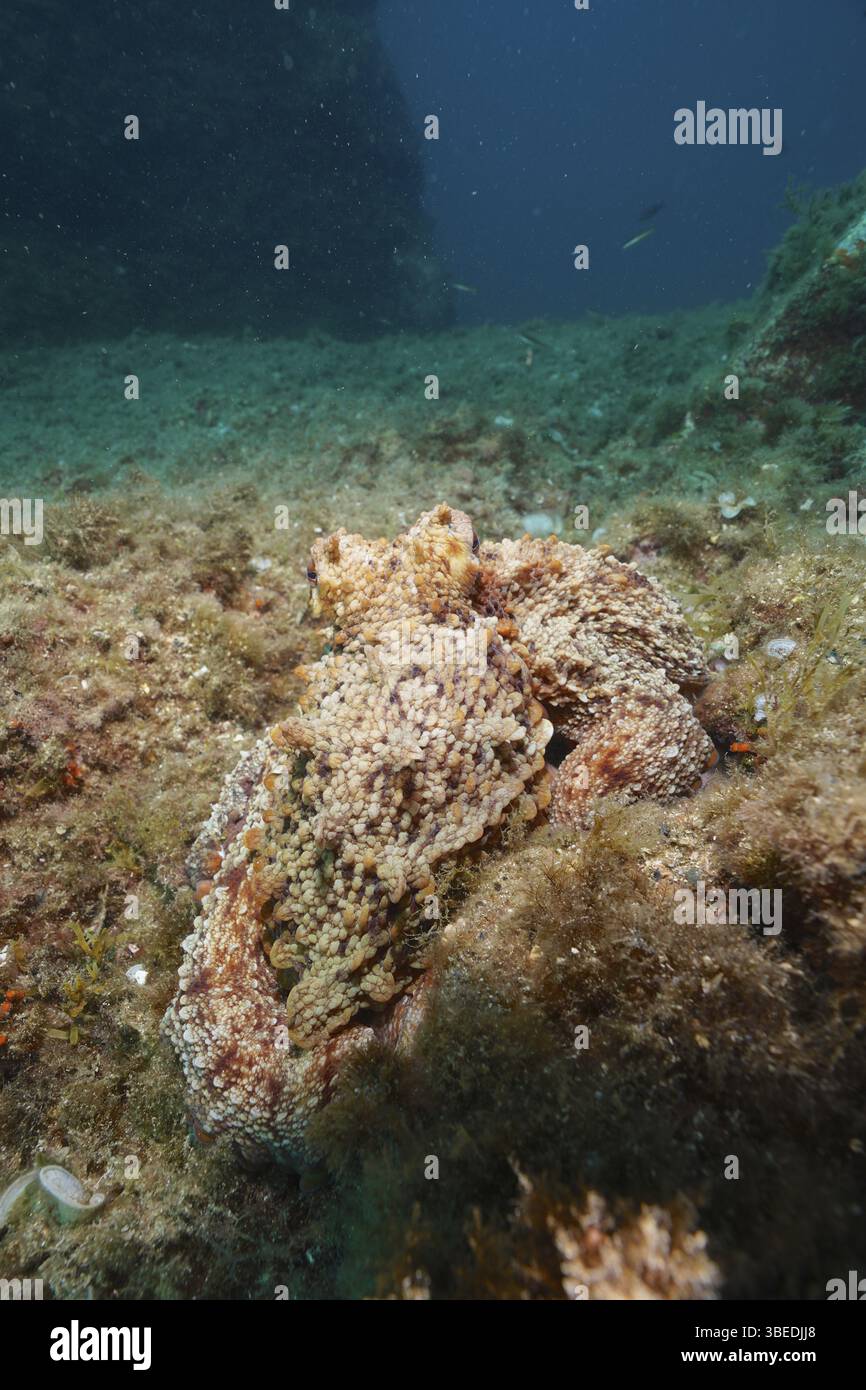Common Octopus (Octopus vulgaris Stock Photo - Alamy