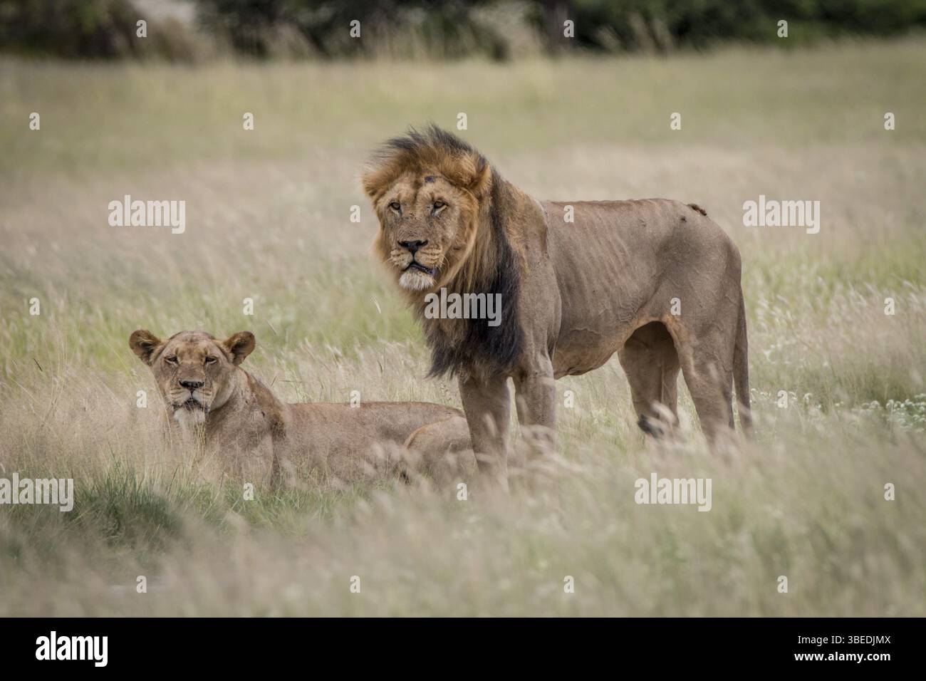 Lion mating couple in the high grass in the Central Kalahari, Botswana ...