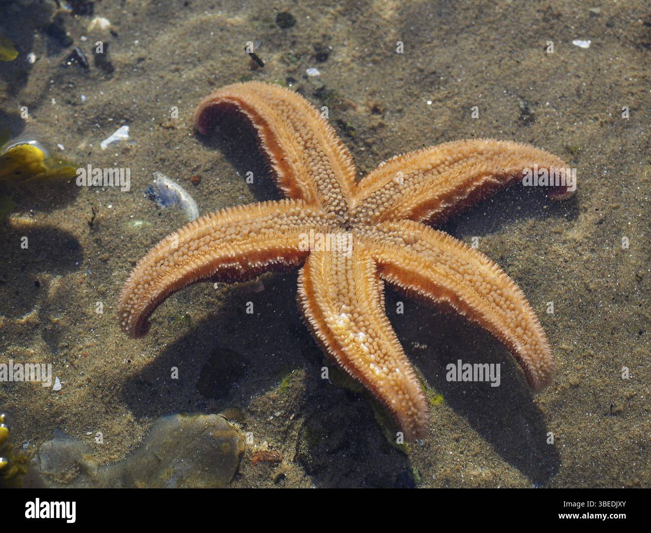 Common Starfish Underside (Asterias rubens Stock Photo - Alamy