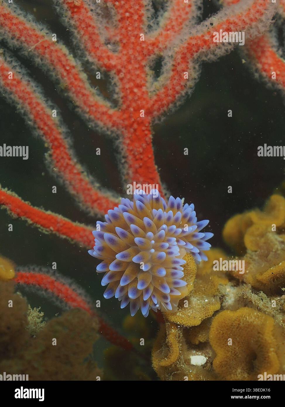 Silver tipped nudibranch hi-res stock photography and images - Alamy