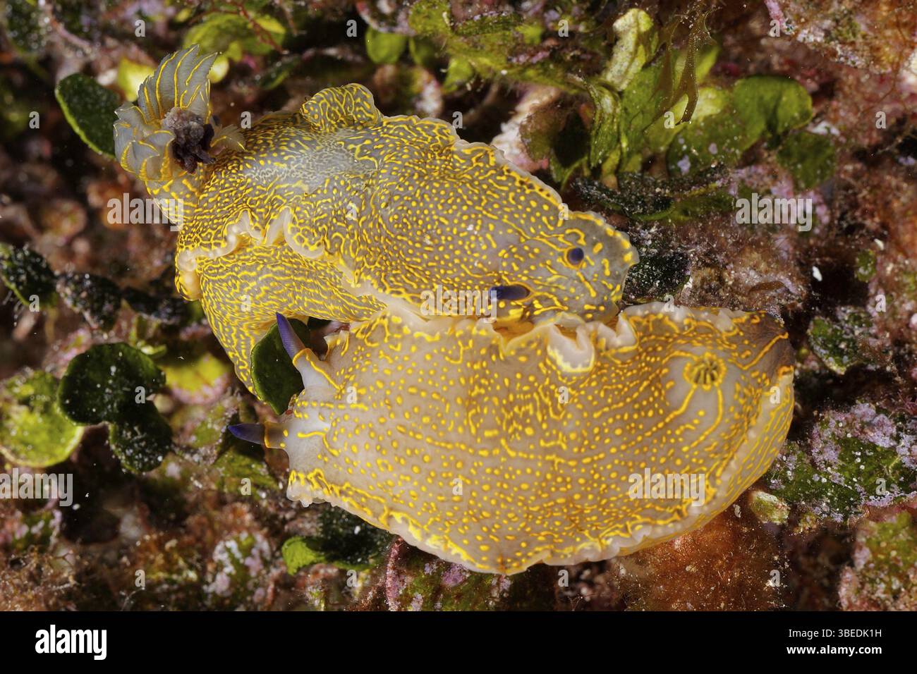 Yellow-violet star snail (Felimare Picta Hypselodoris picta Stock Photo ...