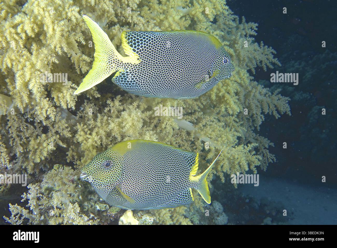 Spotted rabbitfish (Siganus stellatus laqueus Stock Photo - Alamy