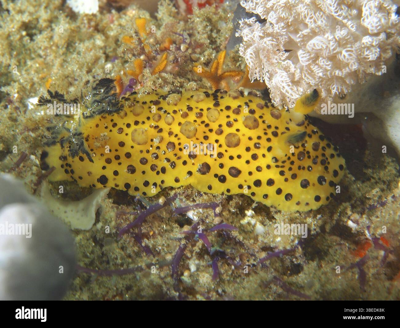 Dark spotted doris (Doris sp Stock Photo - Alamy