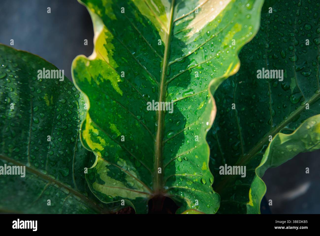 Greenery background, green color of nature plant and leaf environment ...