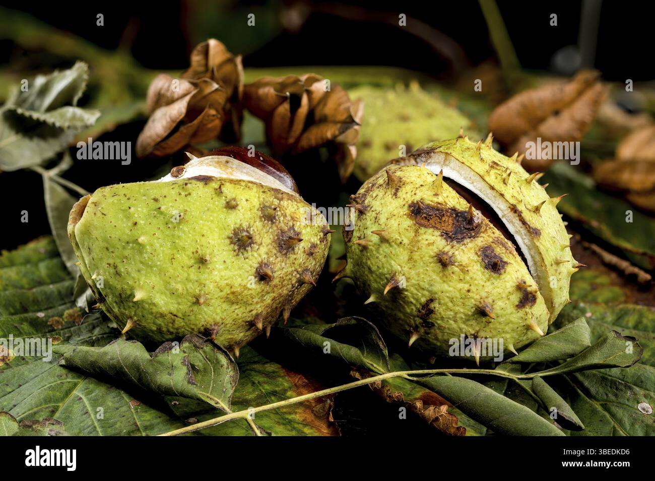 The seed pod of a horse chestnut (Aesculus hippocastanum), also known ...
