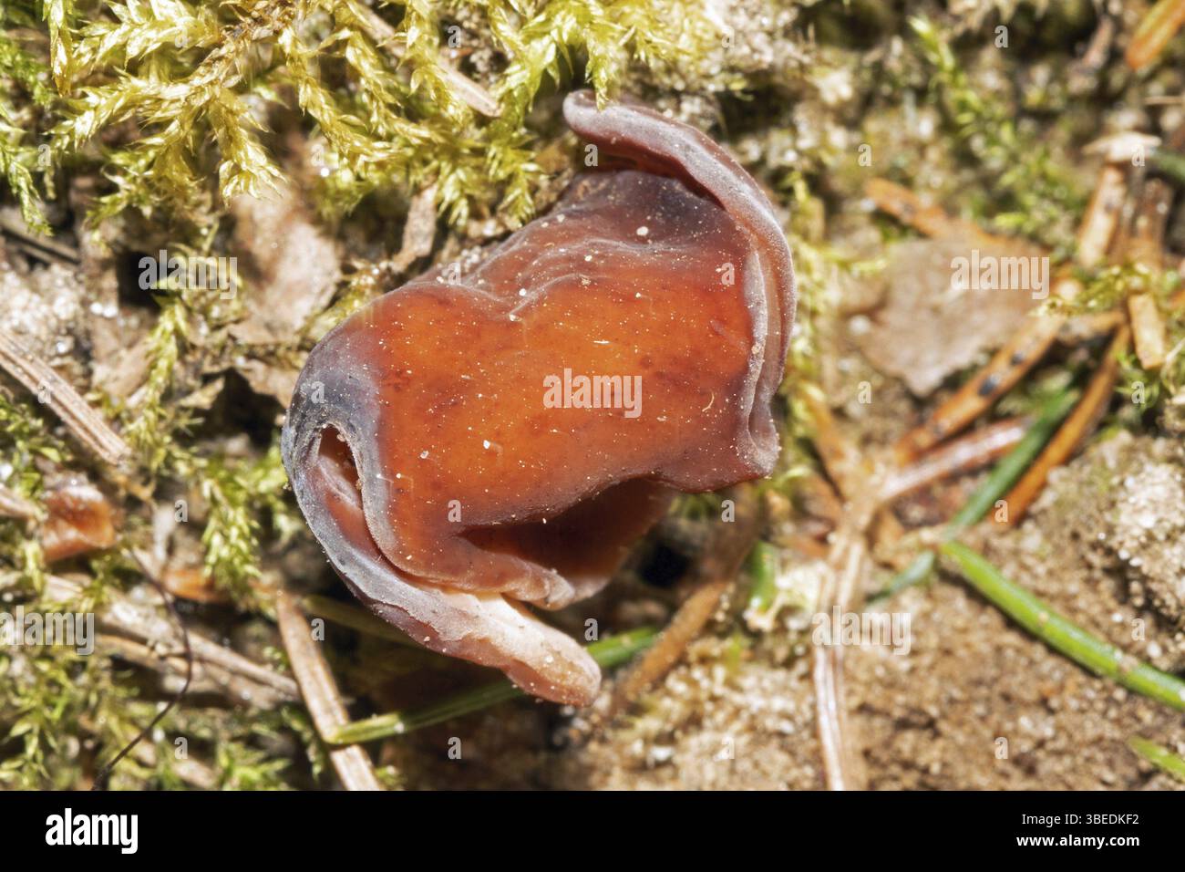 Spring lobelia (Gyromitra esculent Stock Photo - Alamy