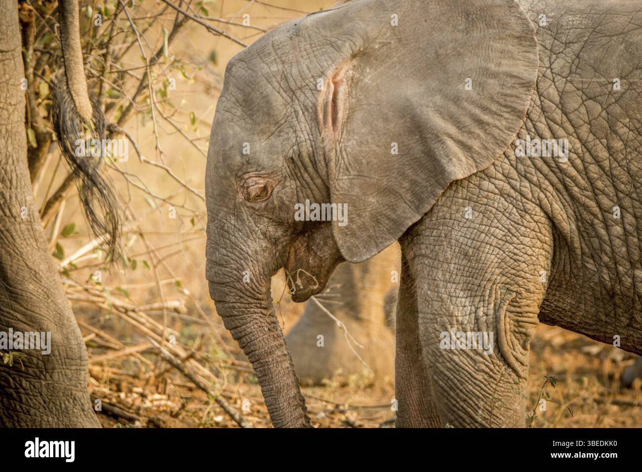 Albino Elephant in the Kruger National Park, South Africa, Africa Stock ...