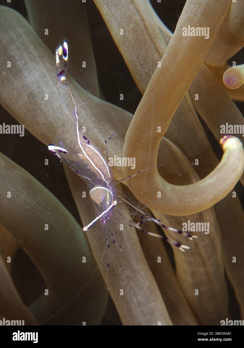 Red Sea partner shrimp (Periclimenes longicarpus Stock Photo - Alamy
