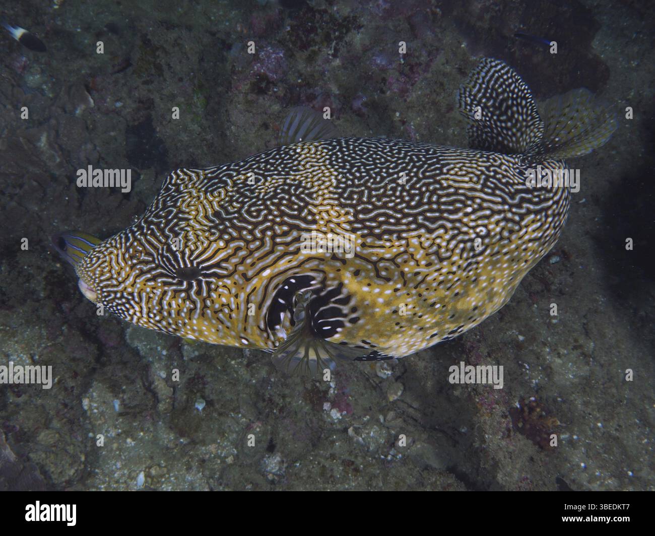 Map pufferfish (Arothron mappa Stock Photo - Alamy