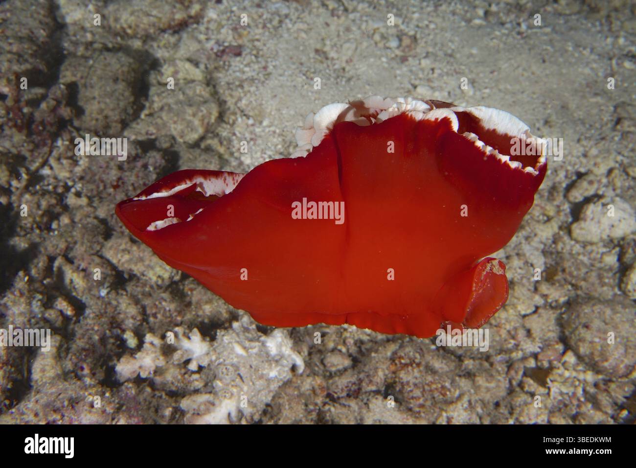 Spanish dancer (Hexabranchus sanguineus Stock Photo - Alamy
