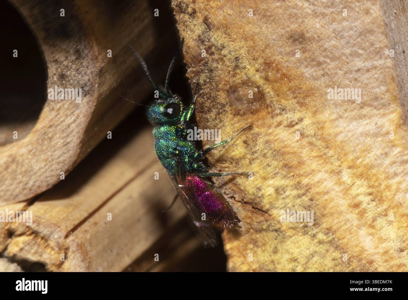 Ruby-tailed wasp (Chrysis ignita Stock Photo - Alamy