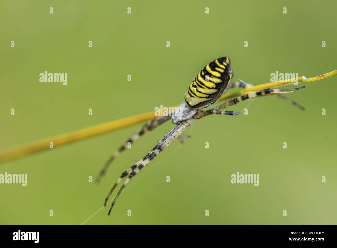 Female wasp spider Stock Photo - Alamy