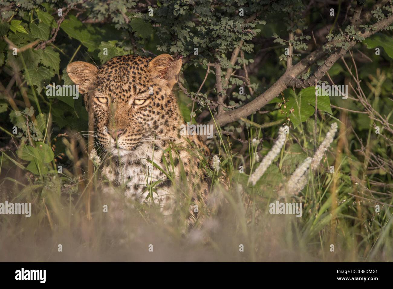 Leopard hiding in the bushes in the Central Kalahari, Botswana, Africa ...