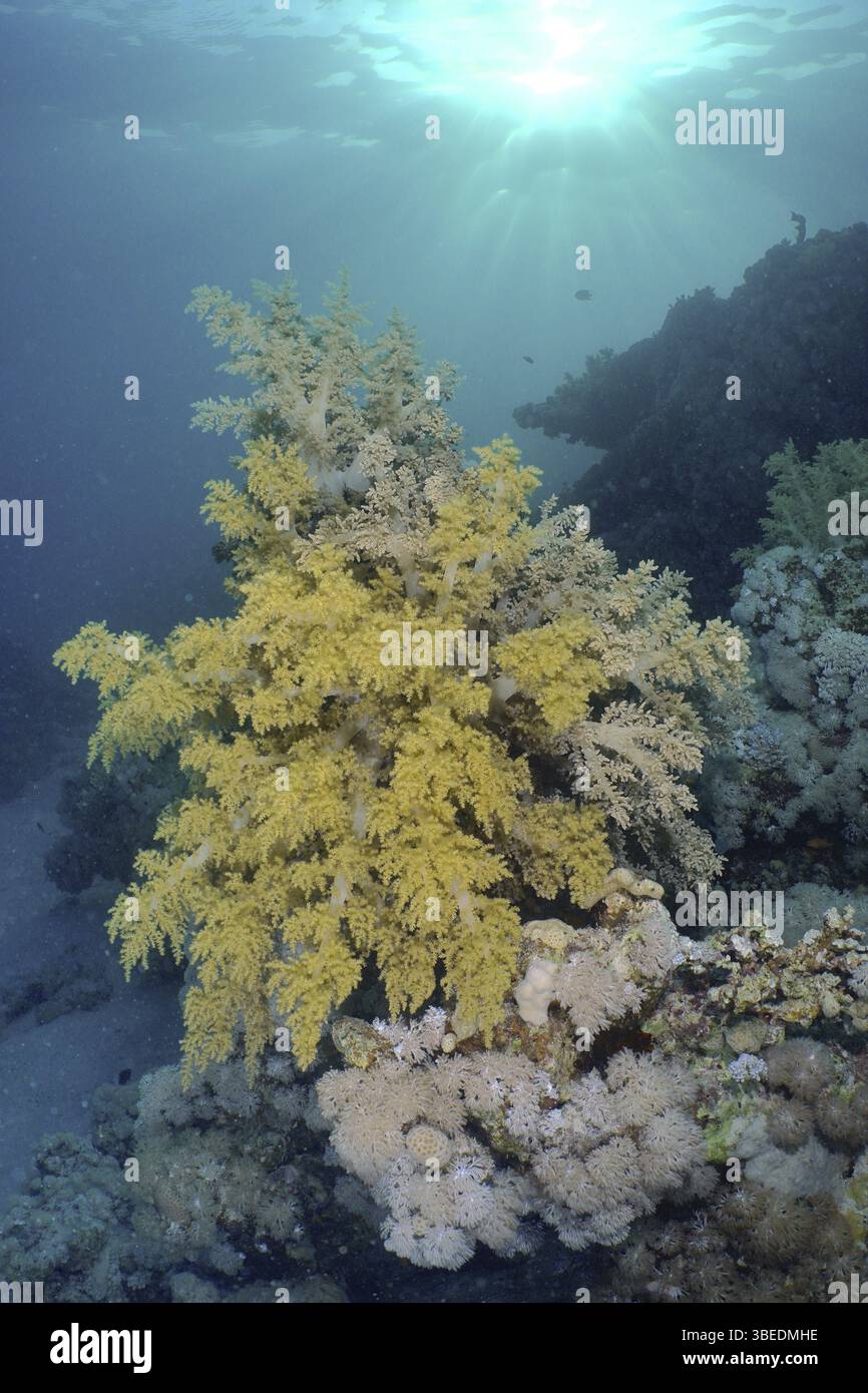 Broccoli tree litophyton arboreum hi-res stock photography and images ...