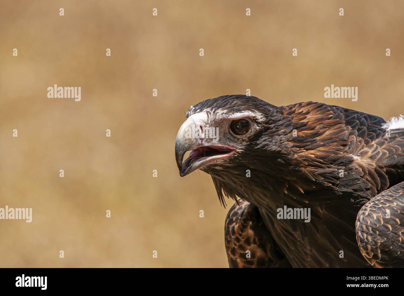 Wedge-tailed eagle (Aquila audax Stock Photo - Alamy
