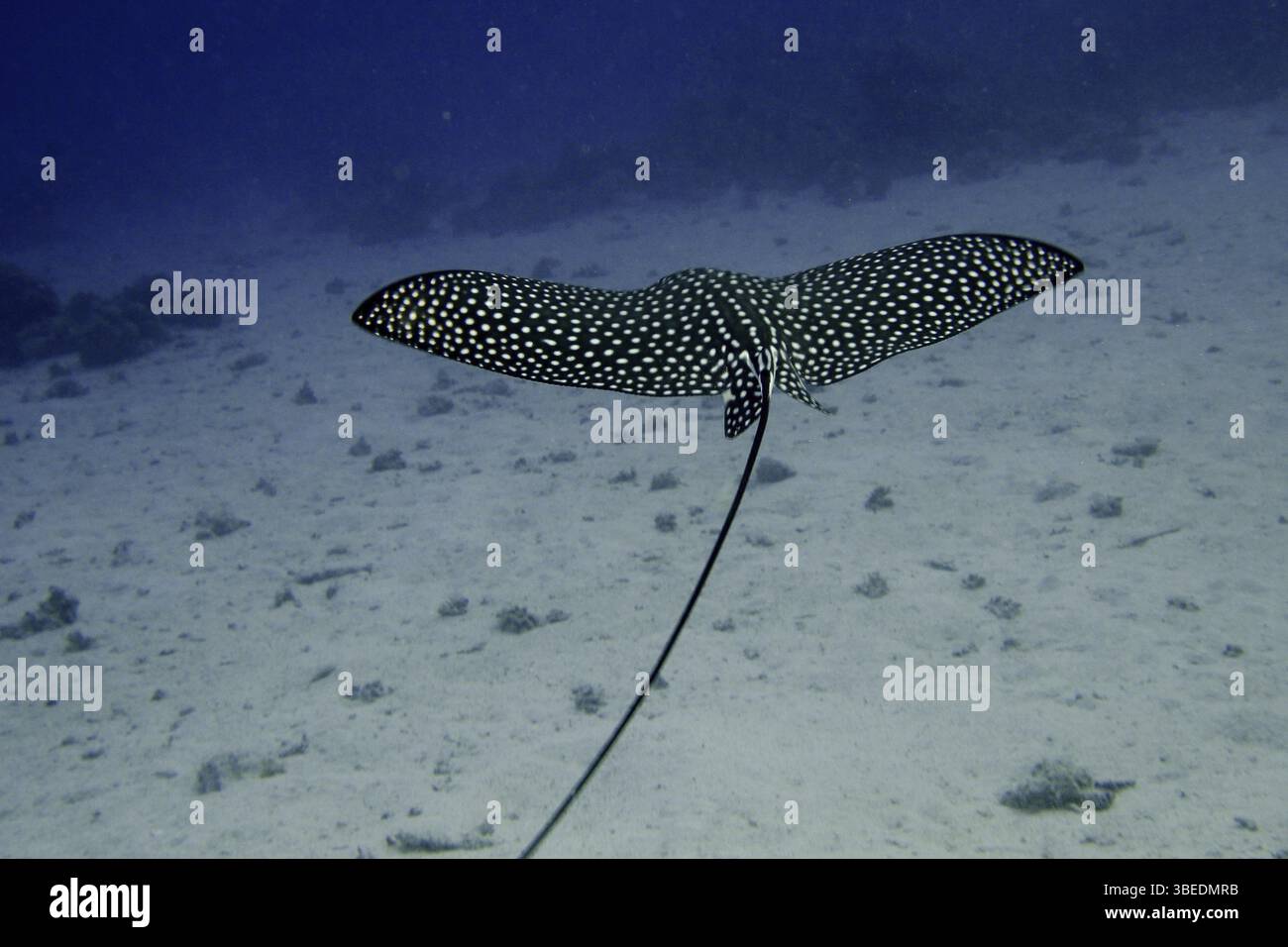 Batoidea fish hi-res stock photography and images - Alamy