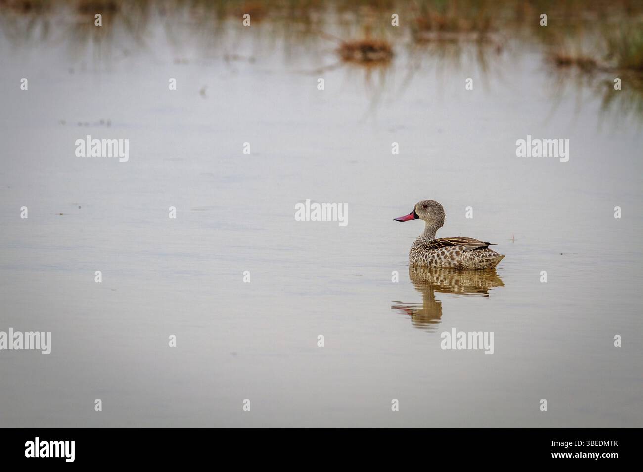 Cape teal swimming in water in the Etosha National Park, Namibia ...