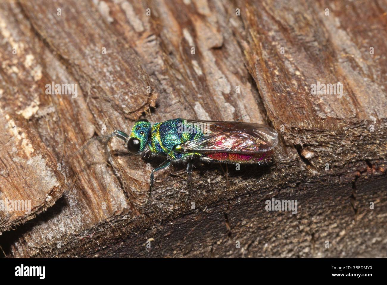 Ruby-tailed wasp (Chrysis ignita Stock Photo - Alamy