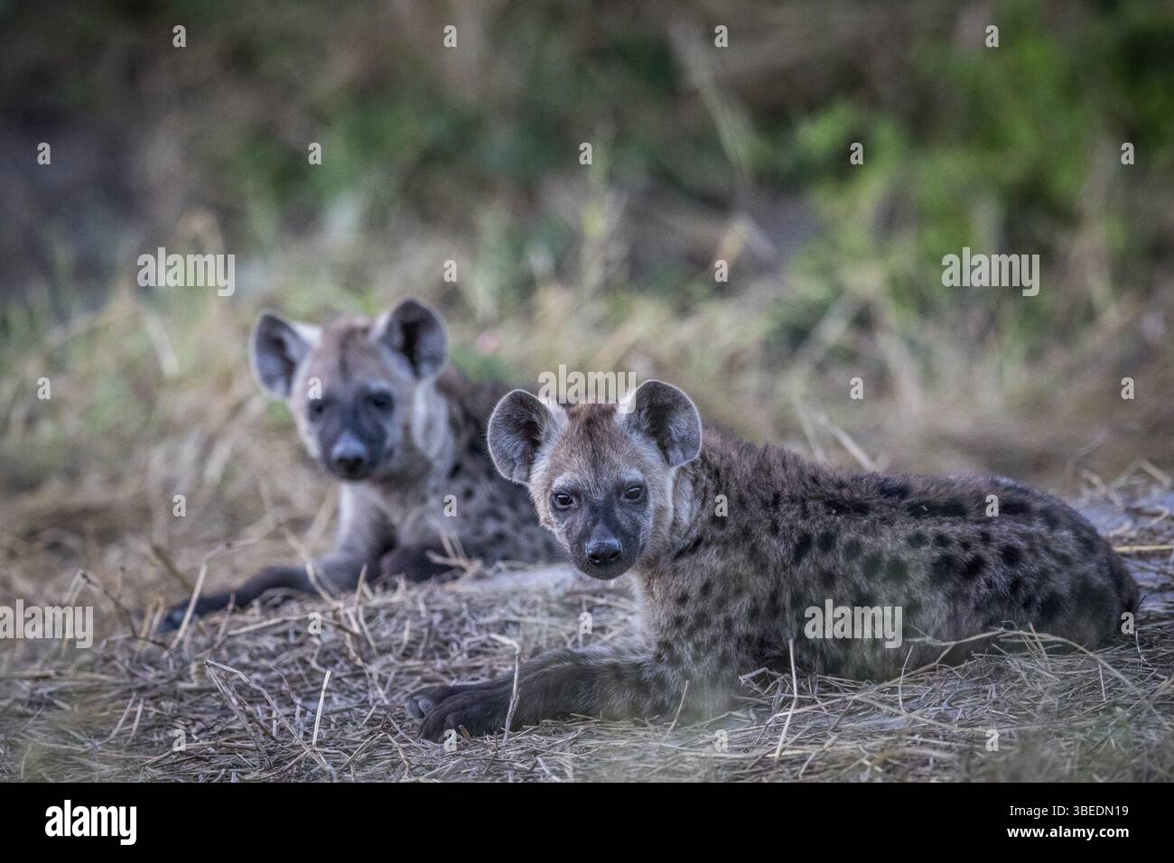 Two young Spotted hyenas laying down in the Chobe National Park ...