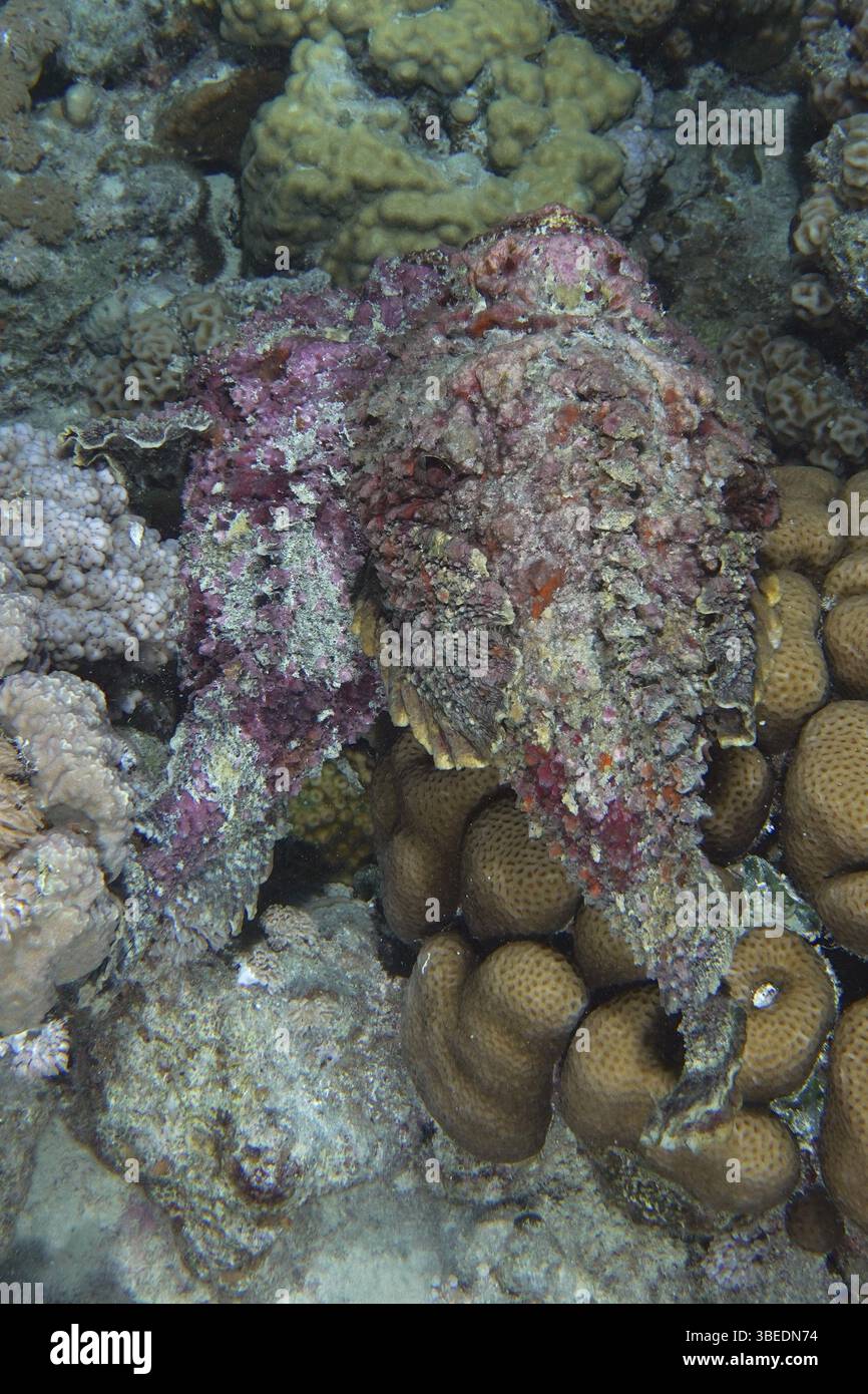 Reef stonefish (Synanceia verrucosa Stock Photo - Alamy