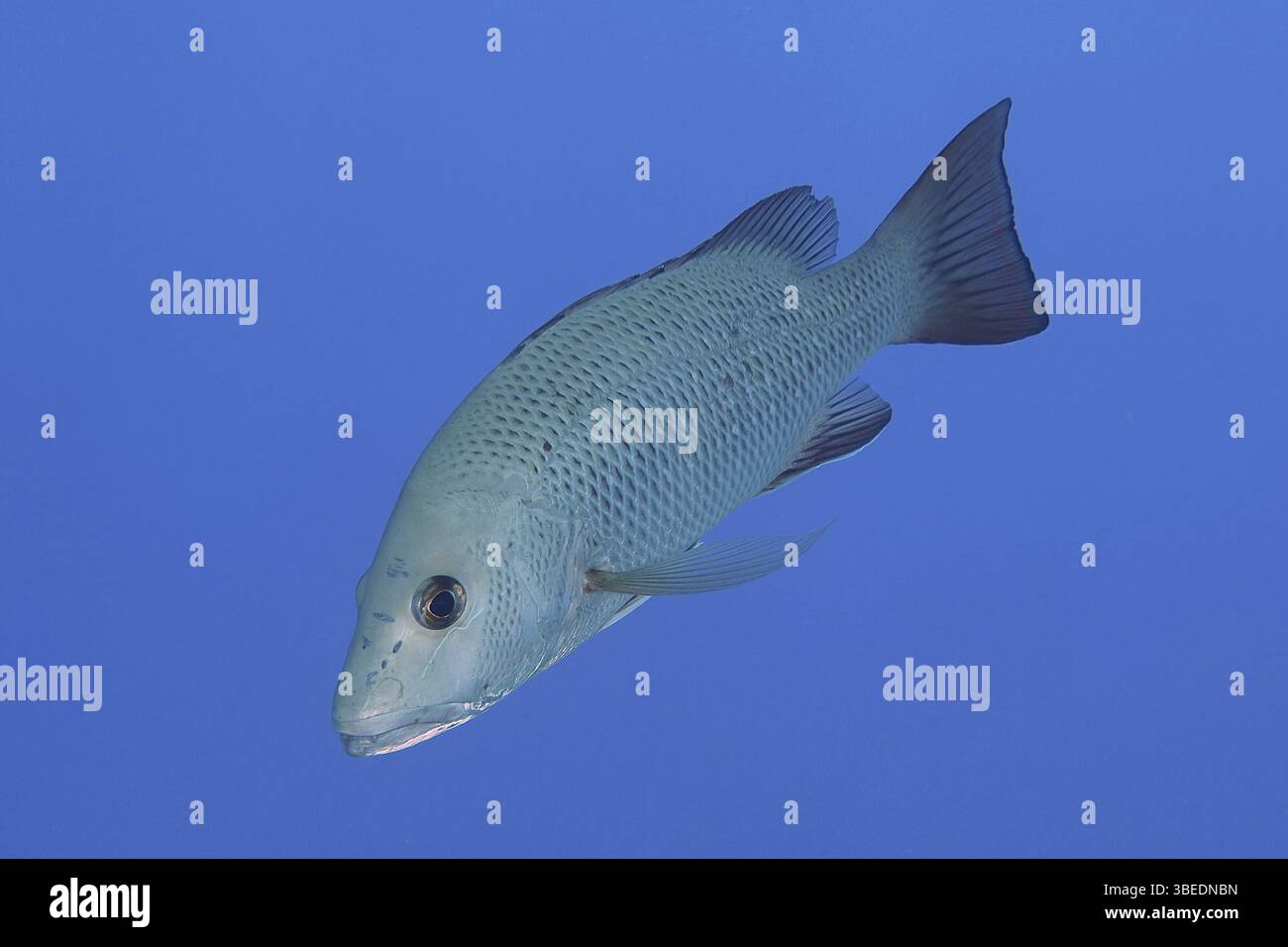 Mangrove snapper (Lutjanus argentimaculatus Stock Photo - Alamy
