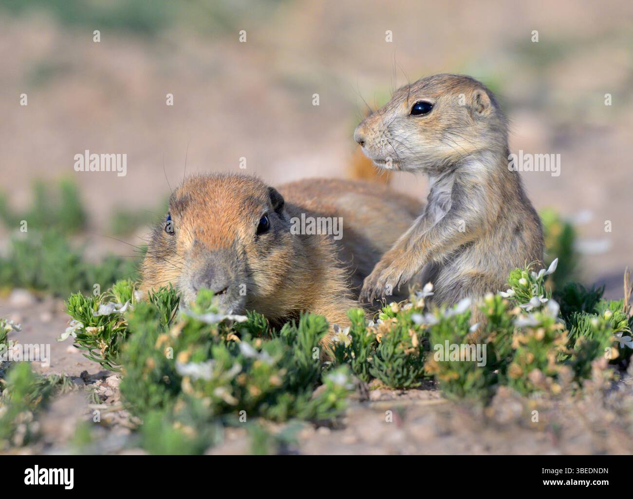 Resting female black-tailed prairie dog (Cynomys ludovicianus) with a ...