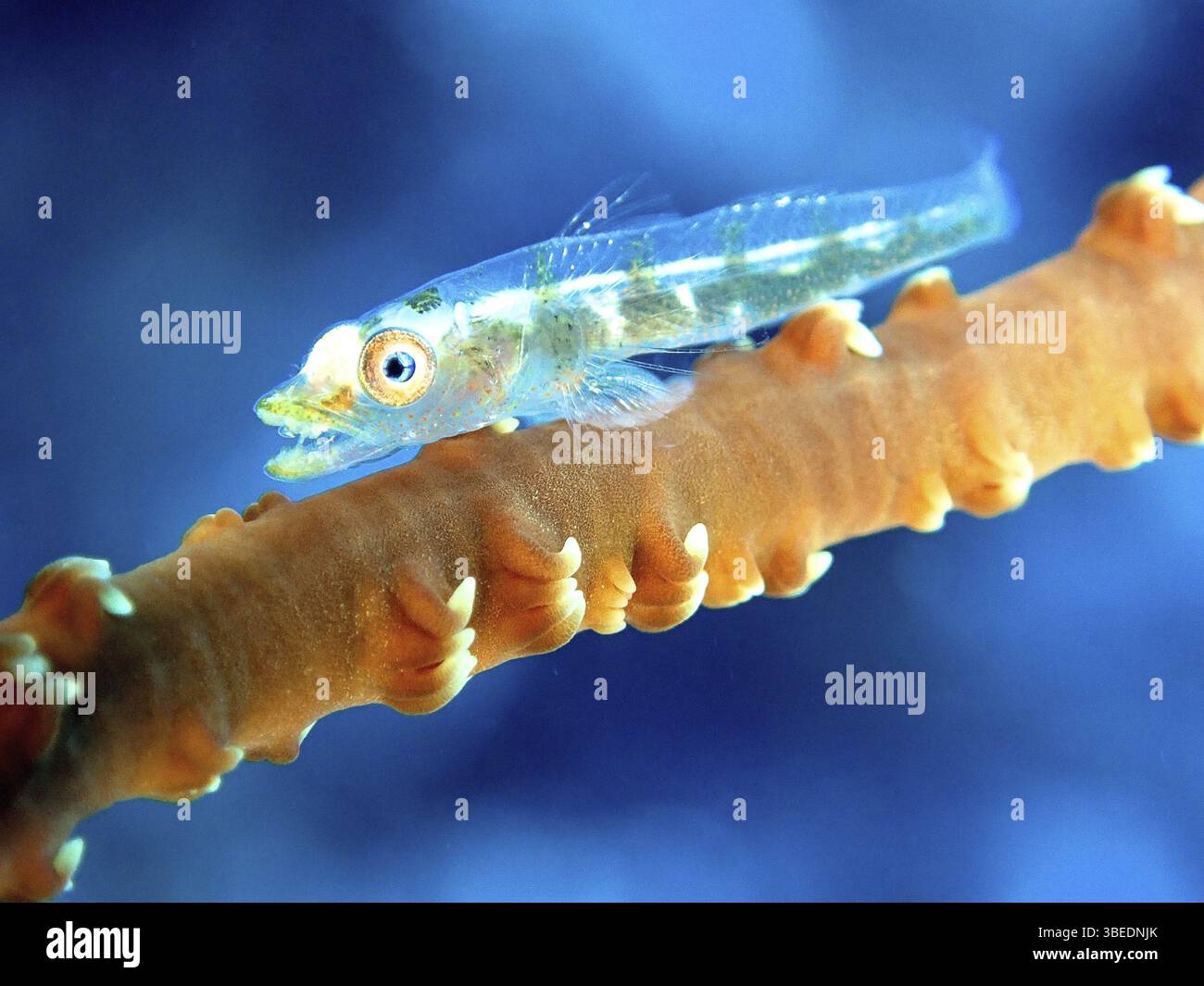 Gorgonian dwarf goby (Bryaninops tigris Stock Photo - Alamy
