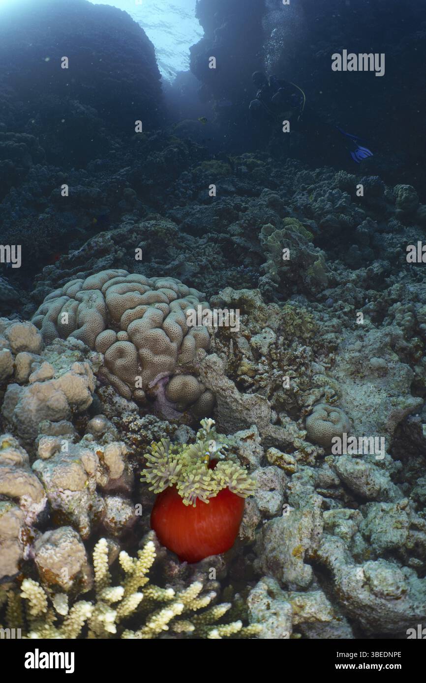 Magnificent anemone (Heteractis magnifica Stock Photo - Alamy