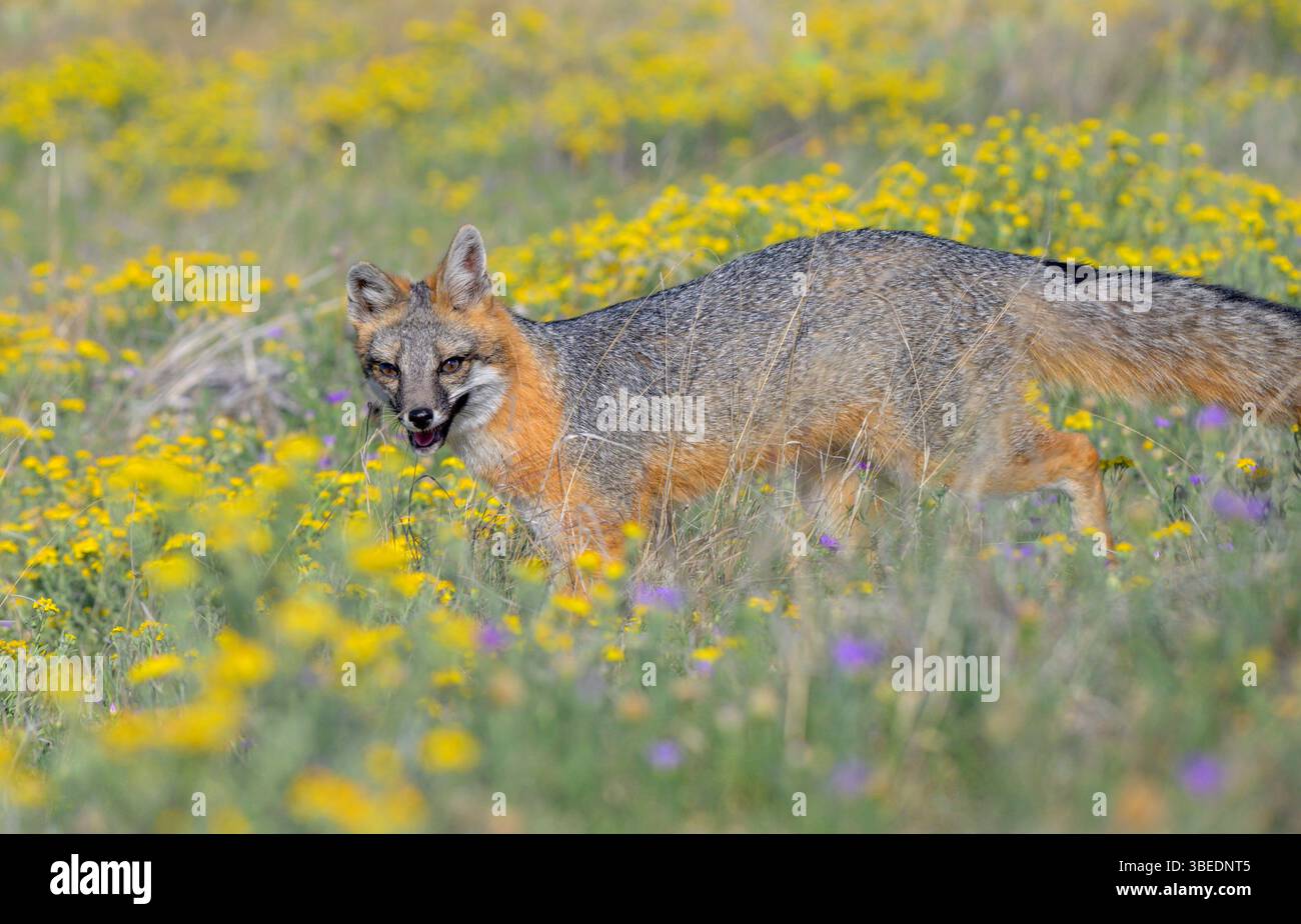 gray fox (Urocyon cinereoargenteus) in blooming prairie, Lubbock, Texas ...