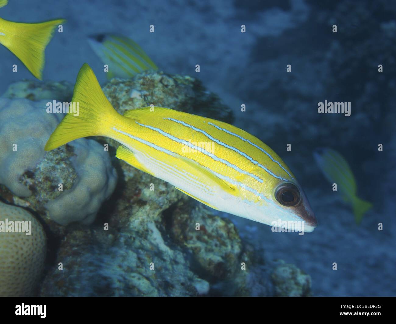 Blue-striped snapper (Lutjanus kasmira Stock Photo - Alamy