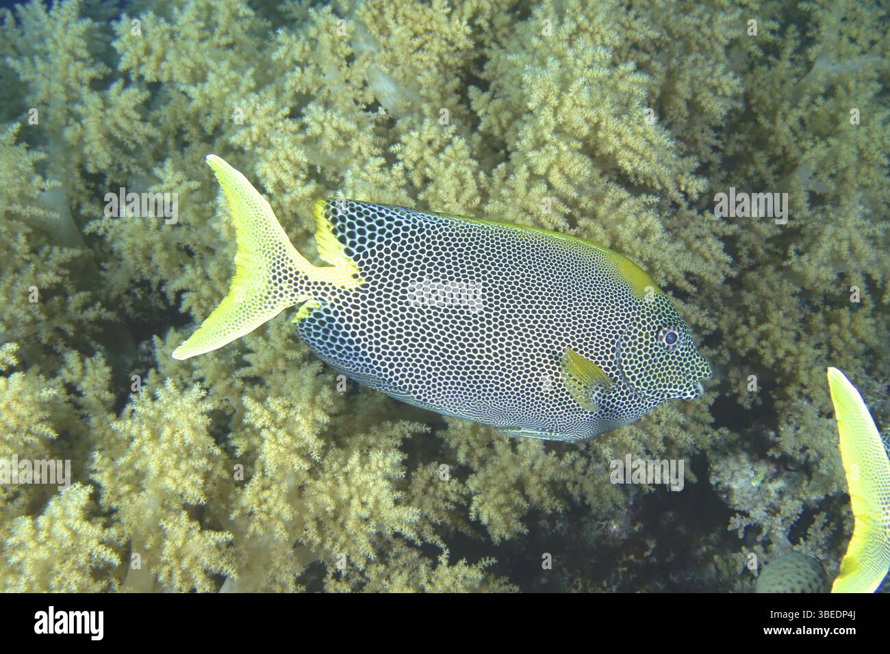 Spotted rabbitfish (Siganus stellatus laqueus Stock Photo - Alamy