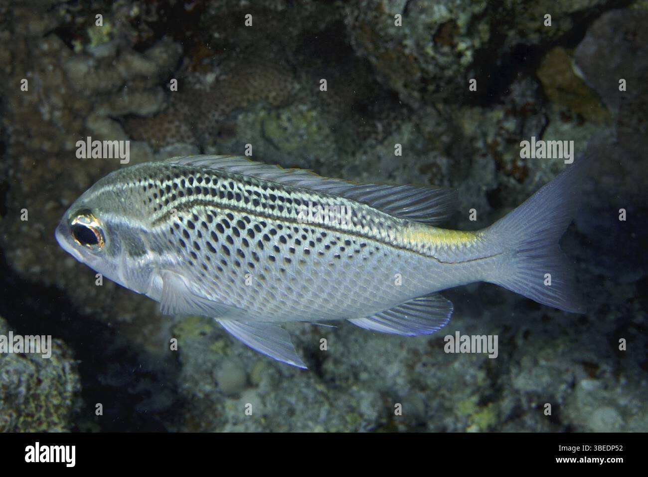Arabian monocle bream (Scolopsis ghanam Stock Photo - Alamy