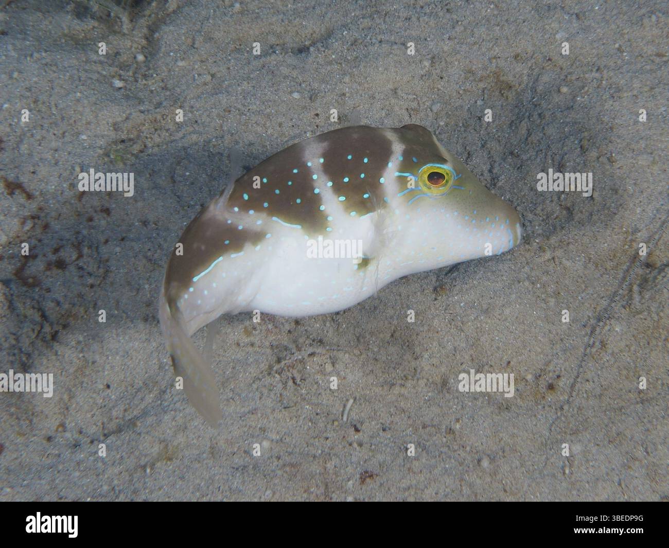 Crowned pufferfish hi-res stock photography and images - Alamy