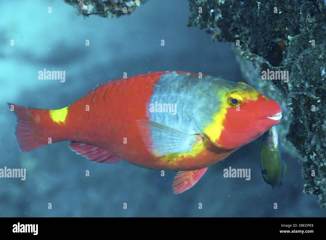 Mediterranean parrotfish (Sparisoma cretense Stock Photo - Alamy