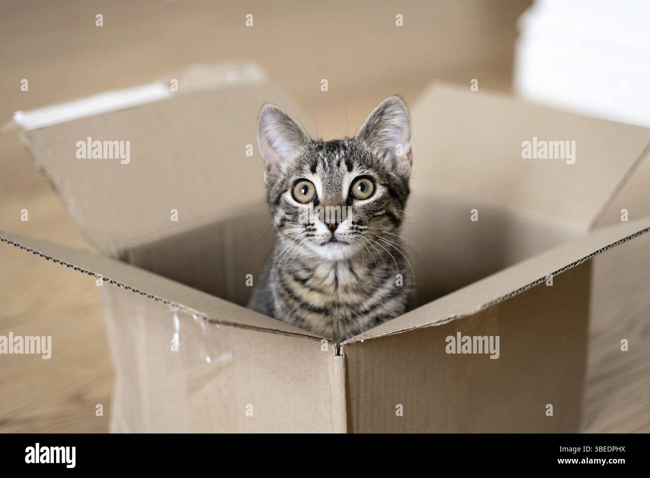 Funny tabby cat in a cardboard box on the floor. Parcel with pet friend ...
