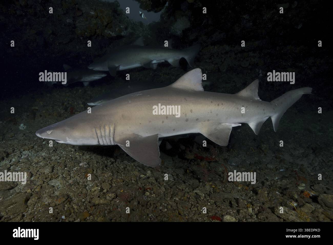 Sand tiger shark (Carcharias taurus Stock Photo - Alamy